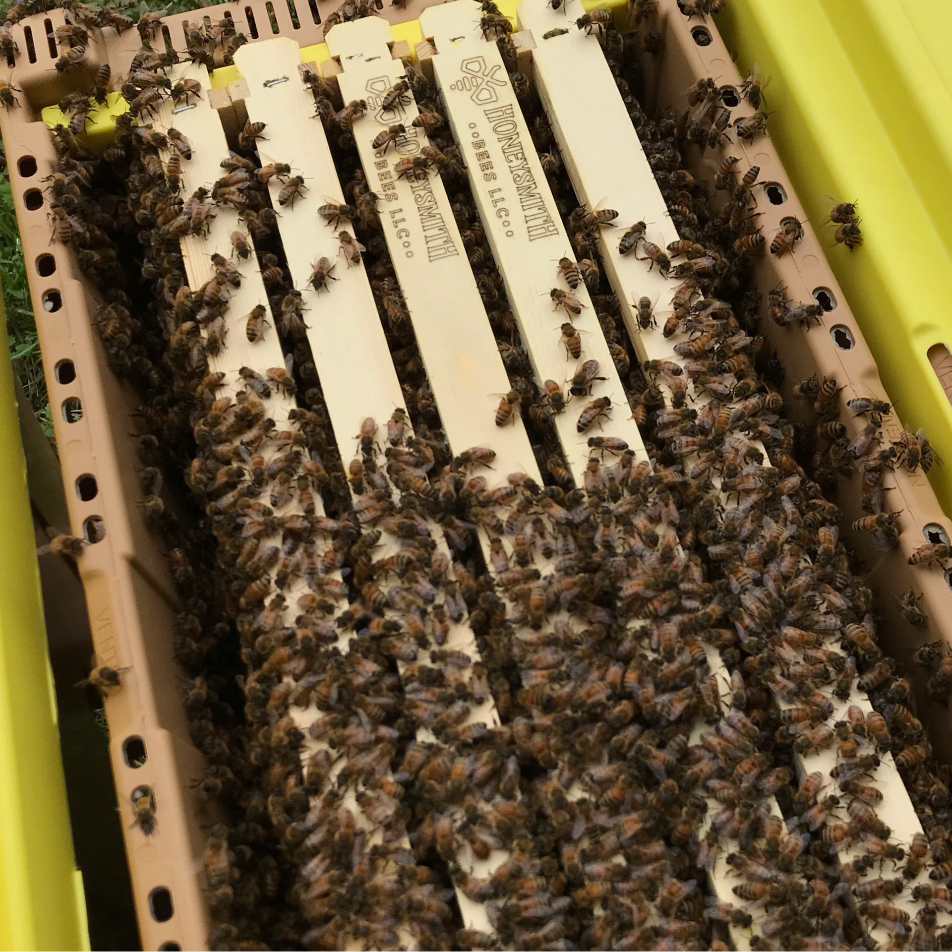 2025 5 Frame Deep Nuc w/ VSH Italian Queen | HoneySmith Bees & Gardens